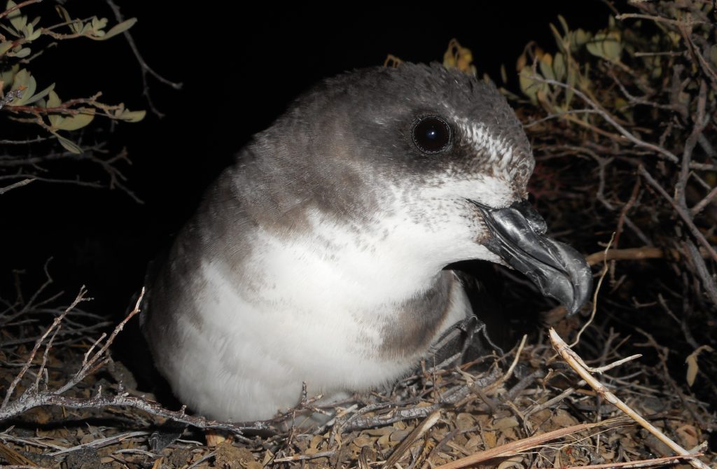 Gongon - Aves Marinhas de Cabo Verde