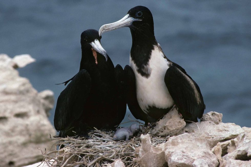 Fragata - Aves Marinhas de Cabo Verde