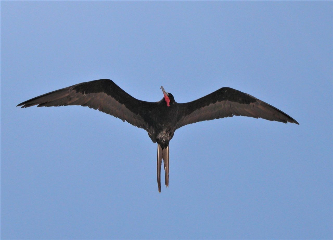 Fragata - Aves Marinhas de Cabo Verde